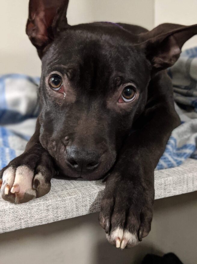 Is My Puppy Happy? 11 Clear Signs Your Dog is Living Their Best Life