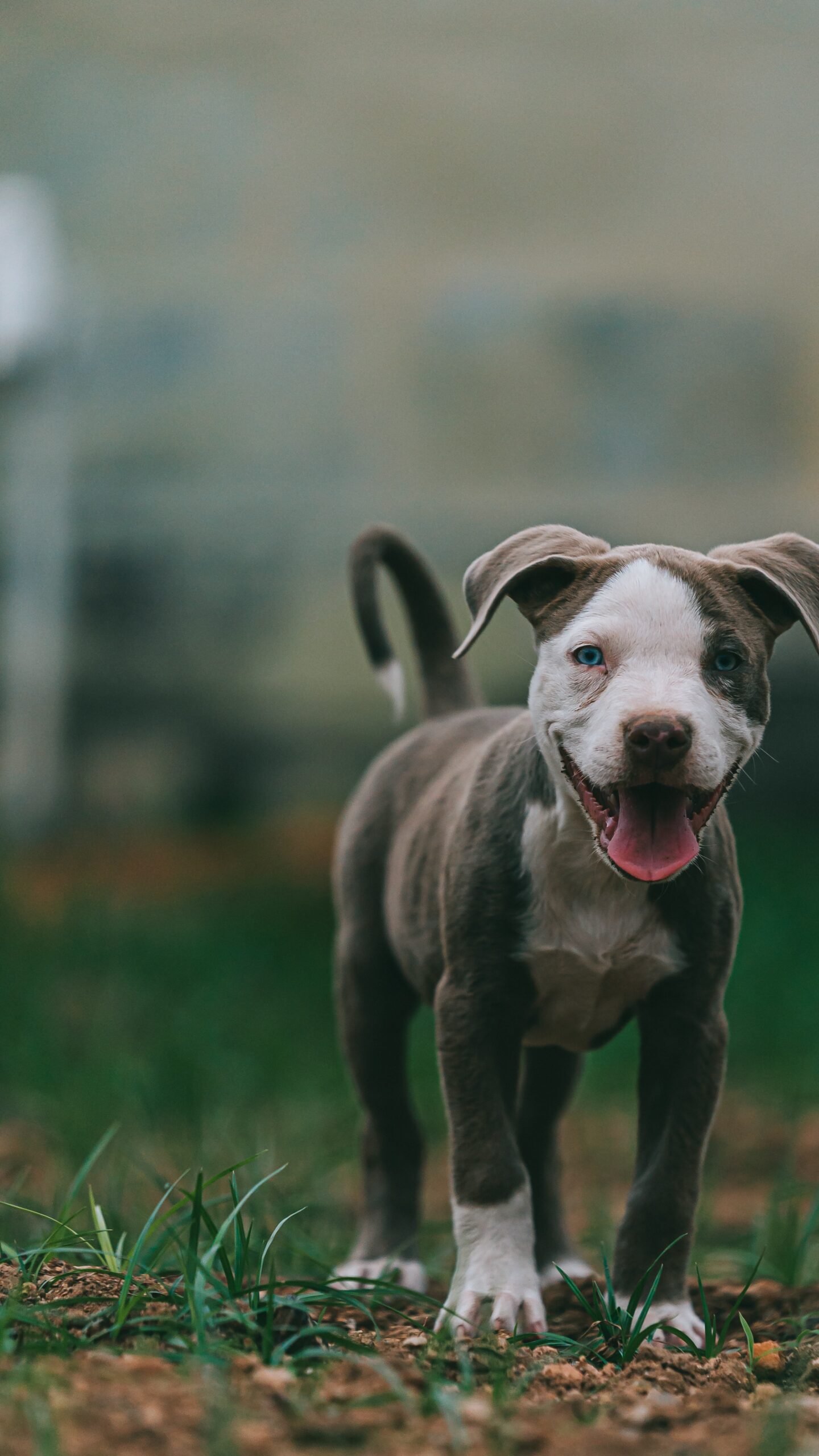 Is My Puppy Happy? 11 Clear Signs Your Dog is Living Their Best Life