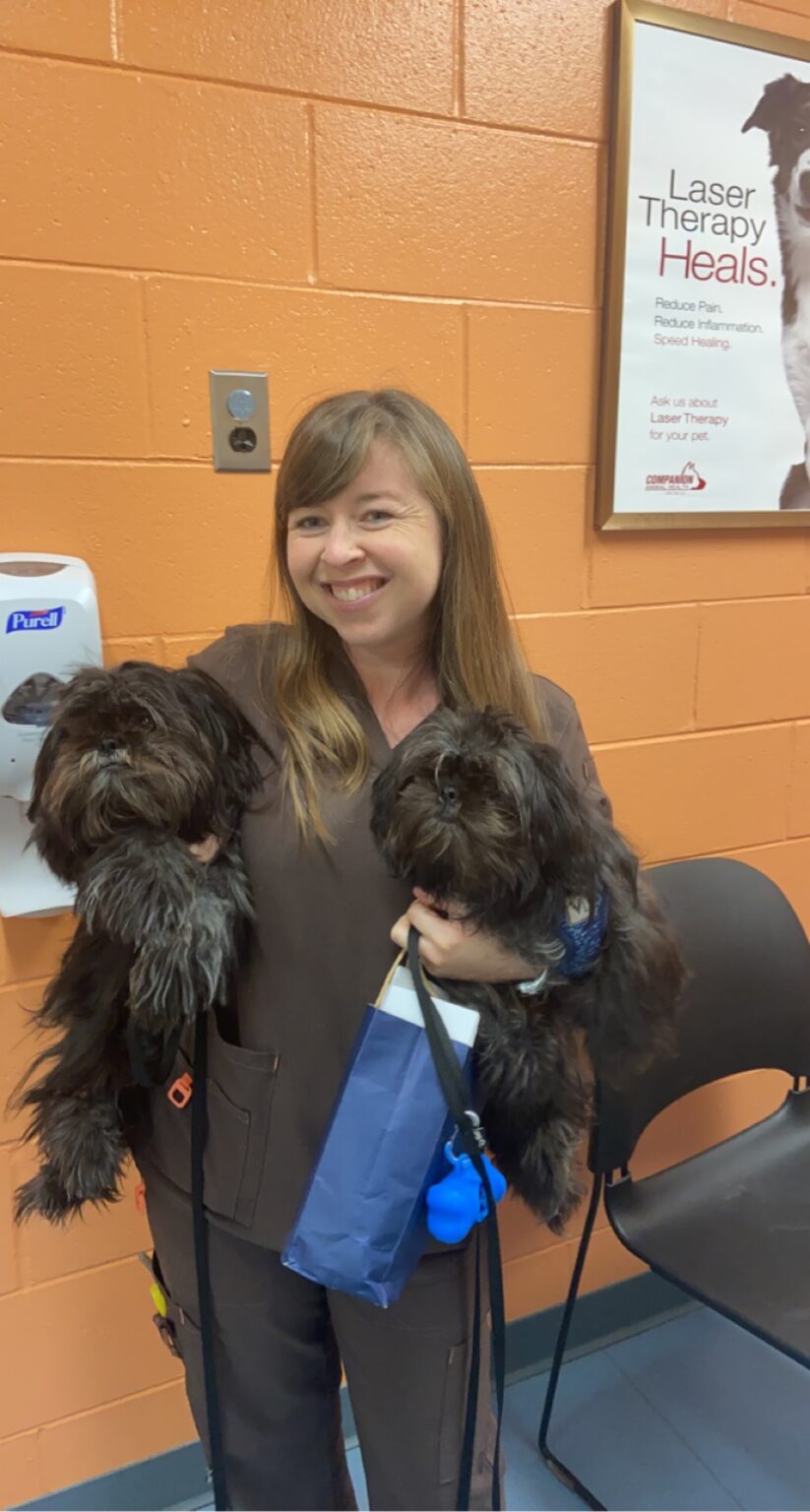 Veterinary Assistant Requirements | What You Need to be Know Before ...