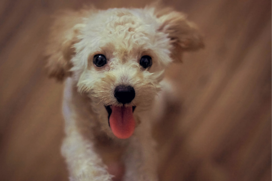 Puppies For Adoption | A Complete Guide to Finding Your New Best Friend
