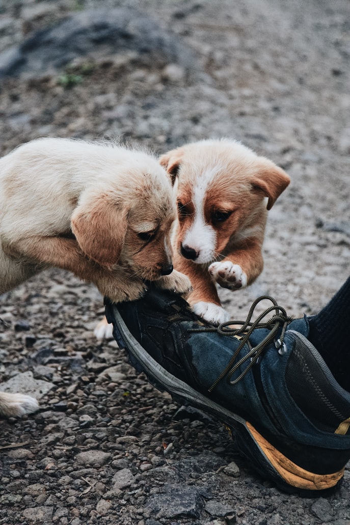 Puppies For Adoption | A Complete Guide to Finding Your New Best Friend