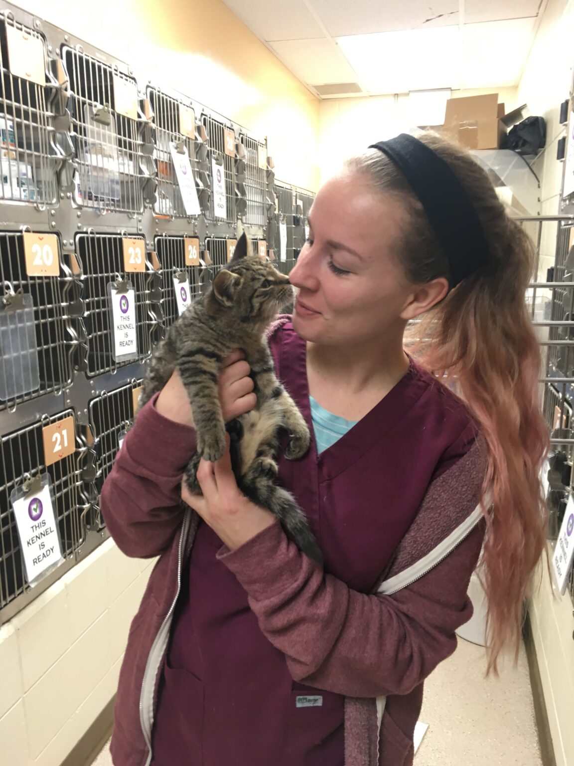 Veterinary Assistant Requirements | What You Need to be Know Before ...