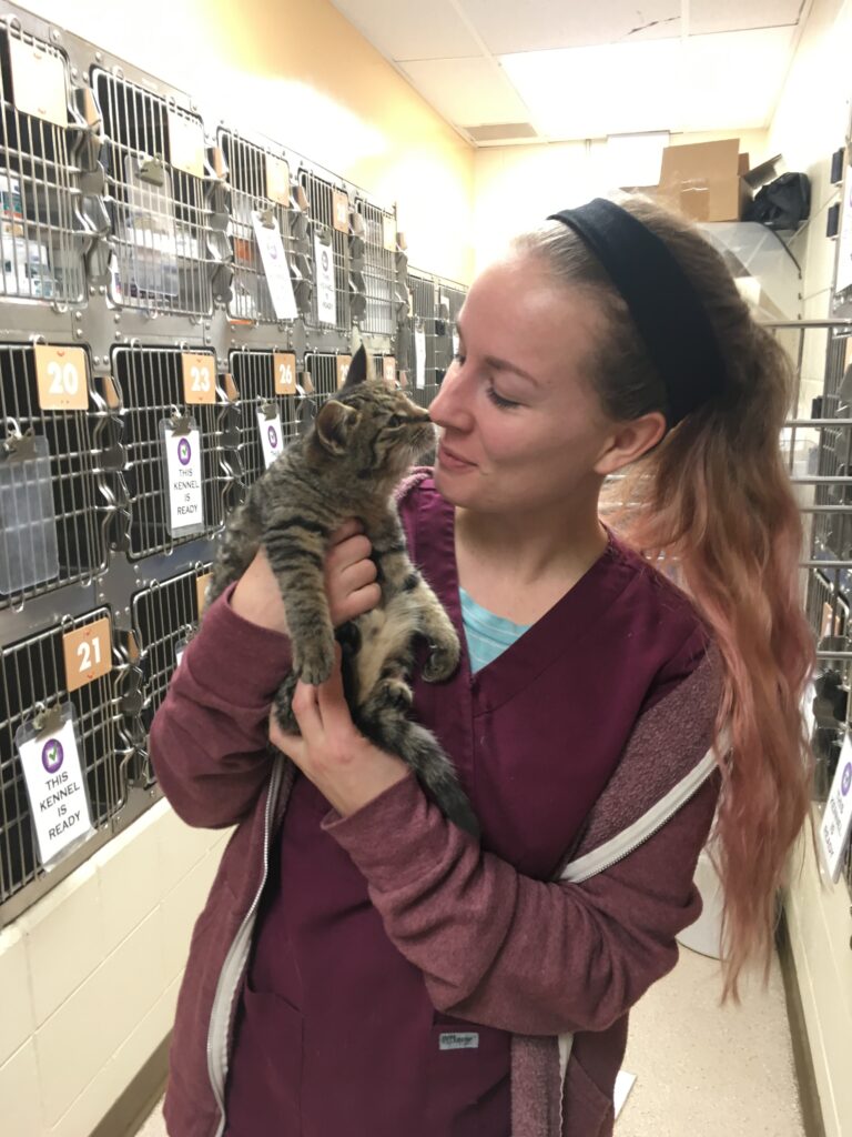 Veterinary Assistant Requirements | What You Need to be Know Before ...