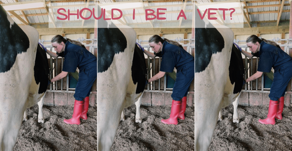 Should I Be A Vet? 5 Questions You Must Answer Before Picking a Major