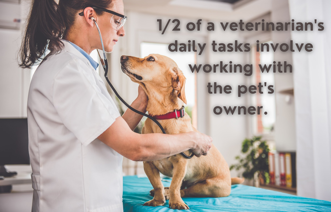 Should I Be A Vet? | 5 Questions You Must Answer Before Picking a Major