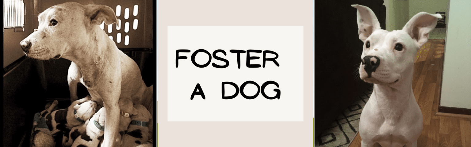How to Foster a Dog | A Guide From a Foster Dog Mom
