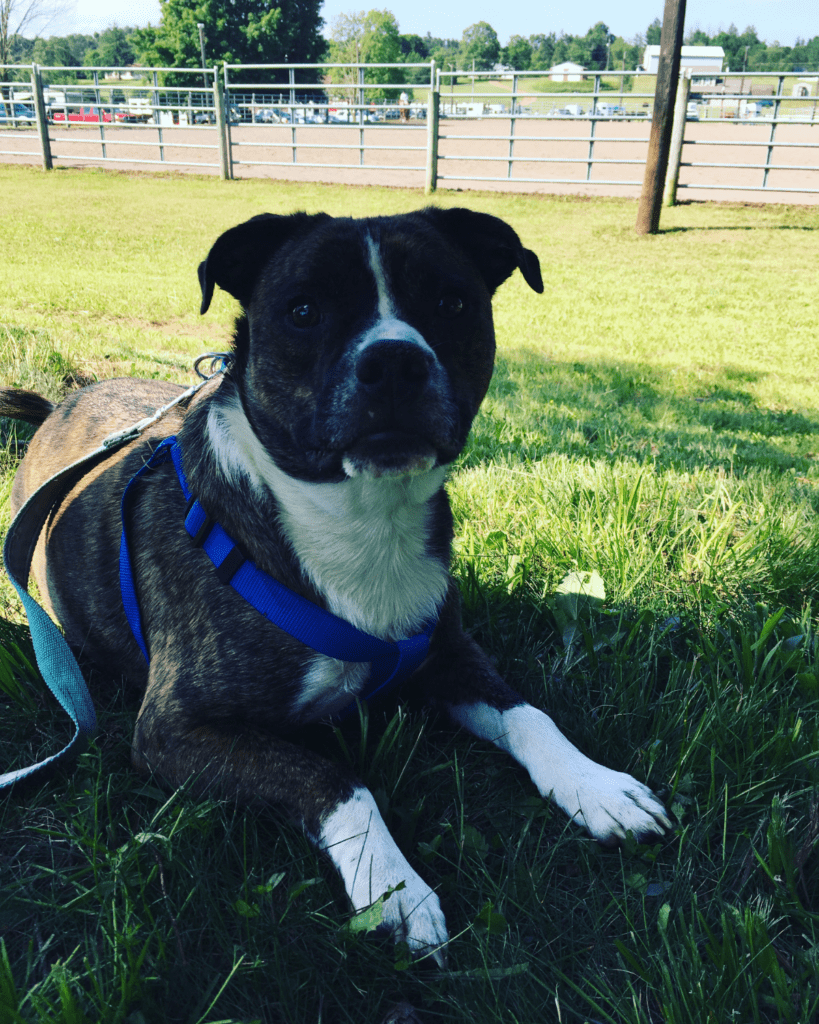 How to Foster a Dog | A Guide From a Foster Dog Mom