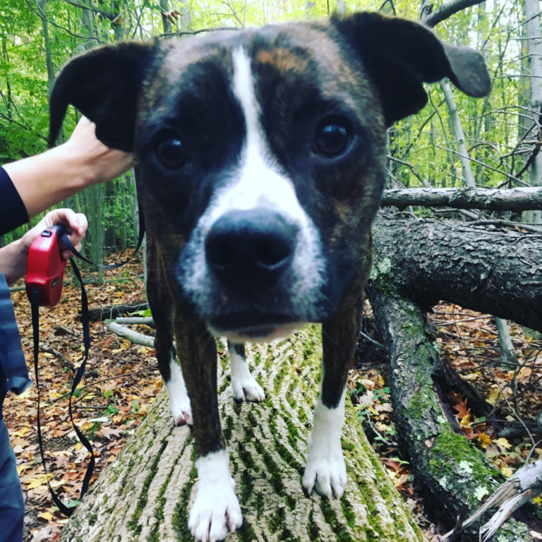 How to Foster a Dog | A Guide From a Foster Dog Mom