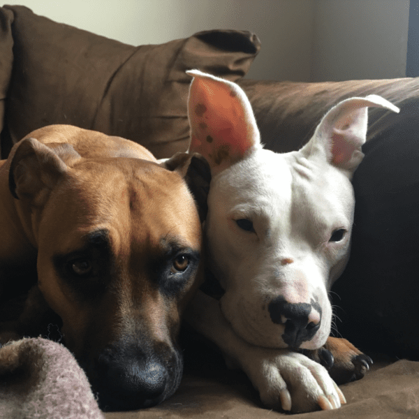 How to Foster a Dog | A Guide From a Foster Dog Mom