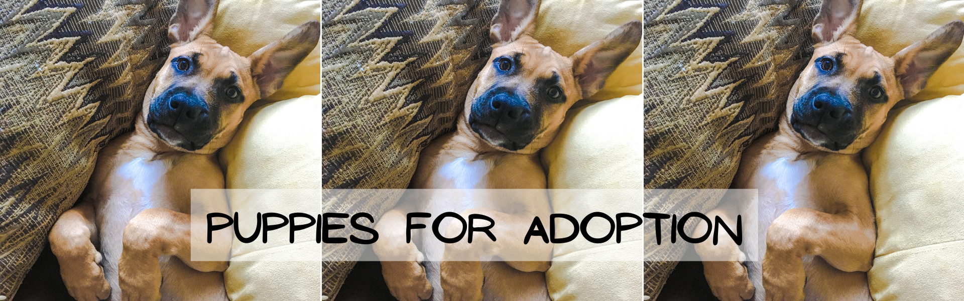 Puppies For Adoption | A Complete Guide to Finding Your New Best Friend
