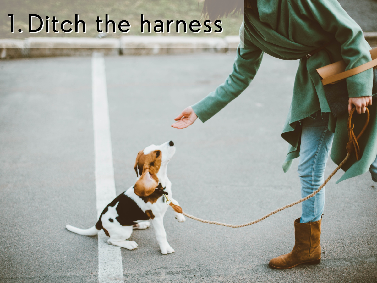 Loose Leash Dog Training in 3 Simple Steps