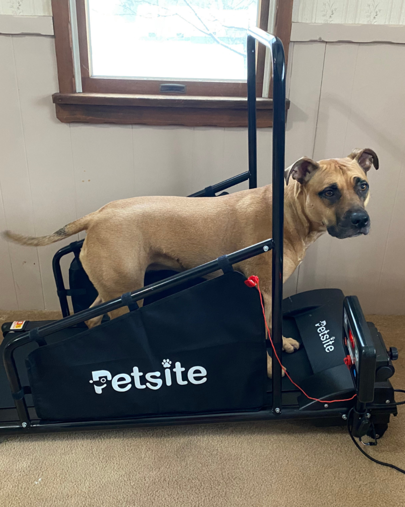 11 Indoor Dog Activities Guaranteed to Tire Any Dog