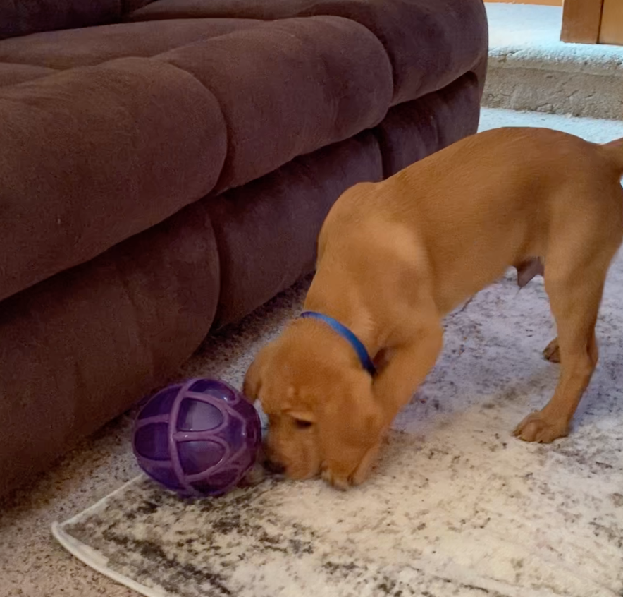 11 Indoor Dog Activities Guaranteed to Tire Any Dog
