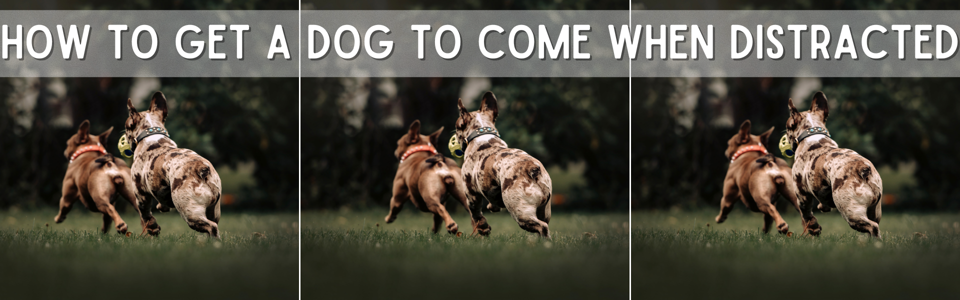 How to Get Your Dog to Come When Distracted | What Most Dog Trainer’s ...