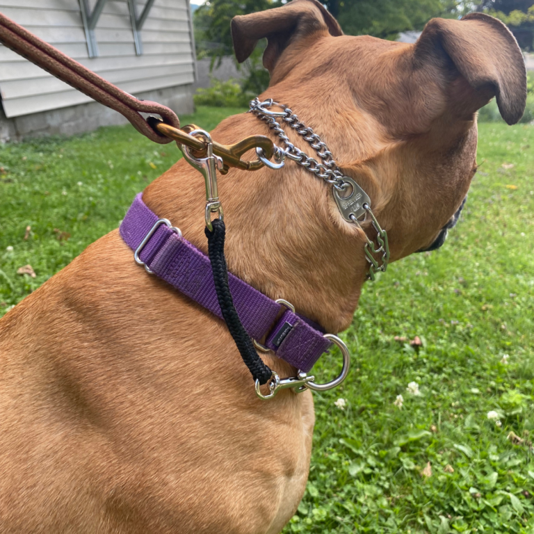 Loose Leash Dog Training in 3 Simple Steps