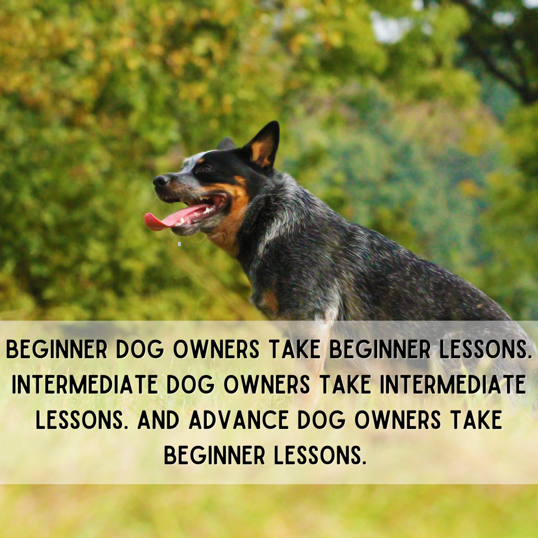 Teaching a Dog to Sit (So They Actually Listen the First Time)