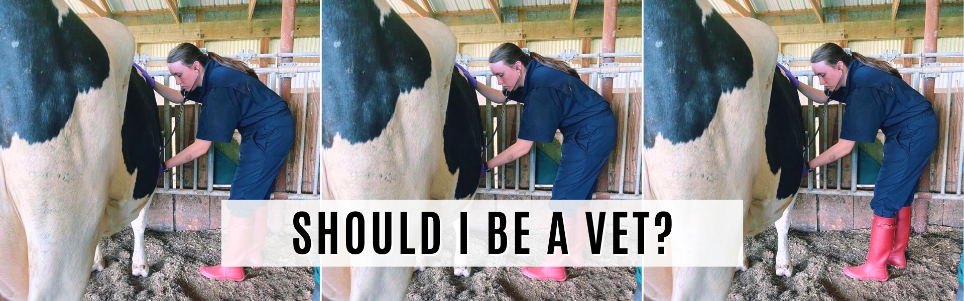 Should I Be A Vet? | 5 Questions You Must Answer Before Picking a Major