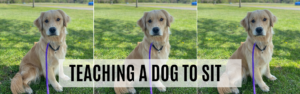 Teaching a Dog to Sit (So They Actually Listen the First Time)