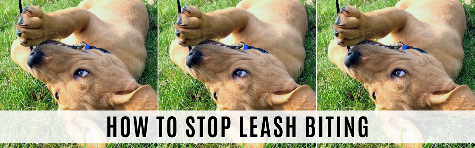 How to Stop Leash Biting