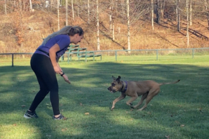 53 Recall Words for Dogs That Aren’t “Come”