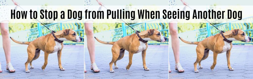 How to Stop a Dog from Pulling When Seeing Another Dog