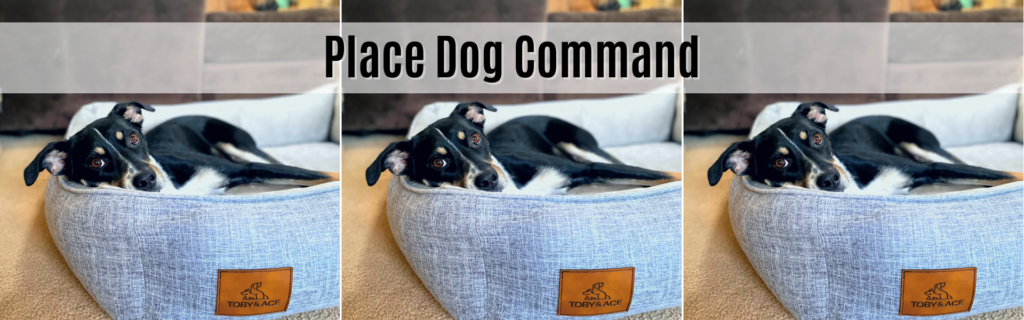 Place Dog Command | The Most Under-Rated, Under-Taught Obedience Command
