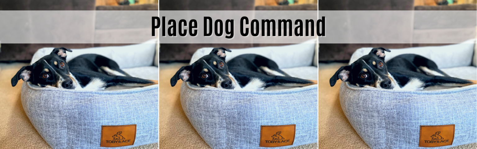 Place Dog Command | The Most Under-Rated, Under-Taught Obedience Command