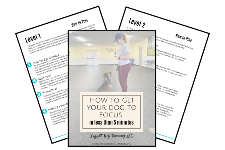 17 Indoor Dog Activities Guaranteed to Tire Any Dog