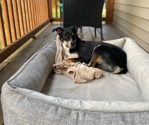 Toby and Ace Discount Code | Toby and Ace Dog Bed Review