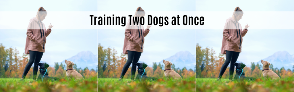 Most Important Tip for Training Two Dogs at Once