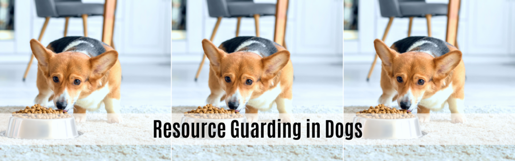 9 Hacks for Managing Resource Guarding in Dogs