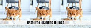 9 Hacks for Managing Resource Guarding in Dogs