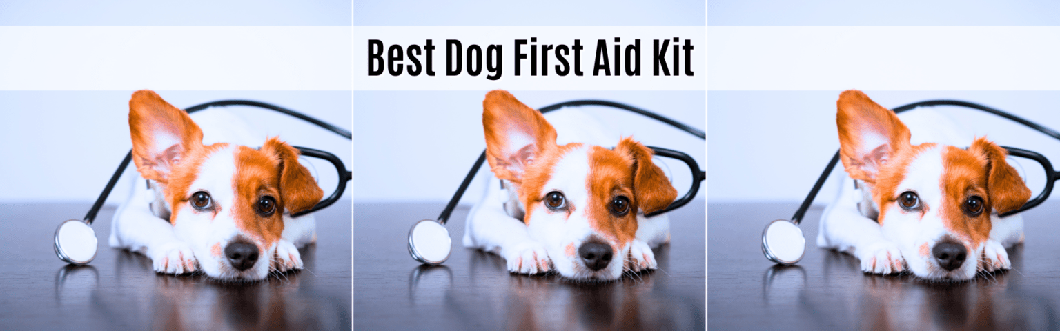14 DIY Best Dog First Aid Kit Essentials