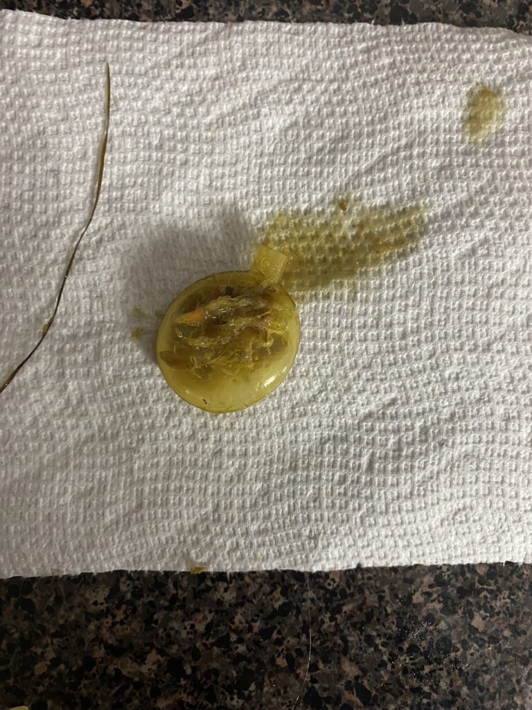 Dog Ate Squeaker: What to do next?