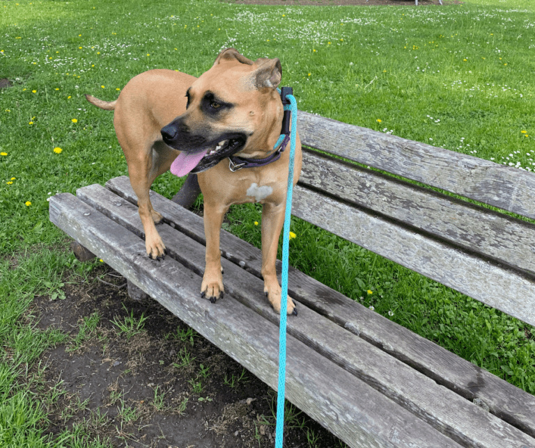 18 Simple DIY Dog Enrichment Ideas Your Dog Will Love